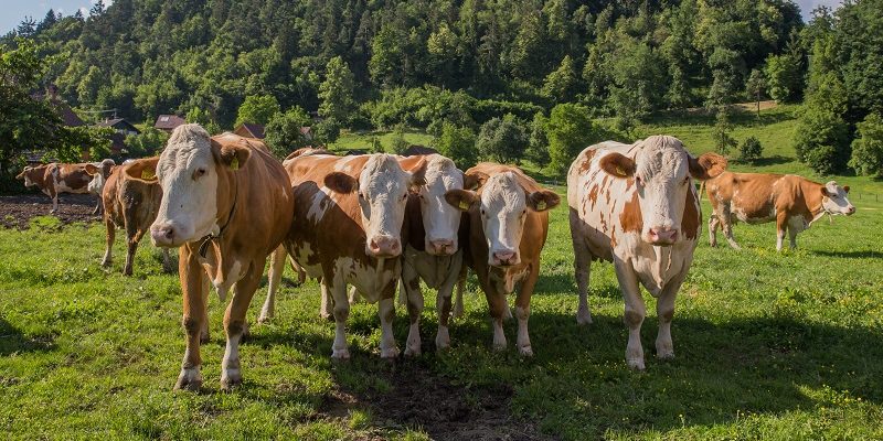 About the farm - Povšin